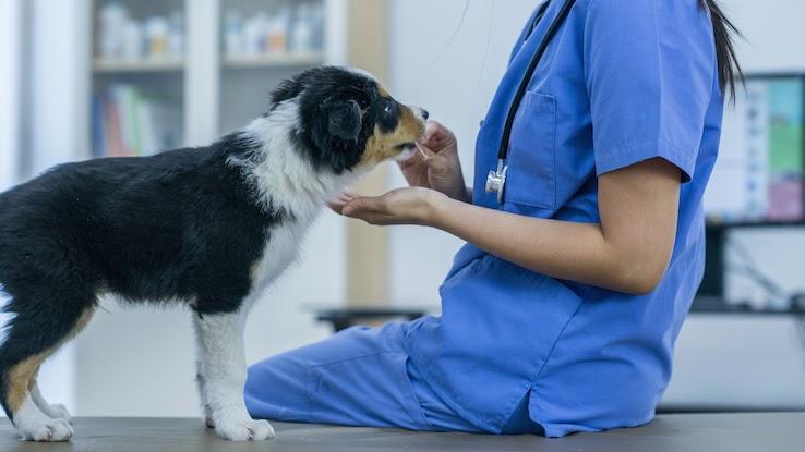 Why Did Drs. Foster & Smith Go Out of Business?